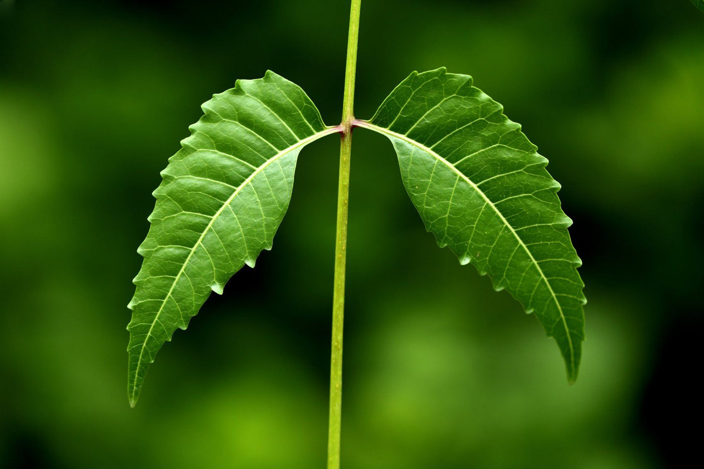 What is Rajas?